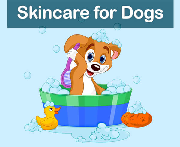 Skincare for Dogs [INFOGRAPHIC] - Infographic Plaza